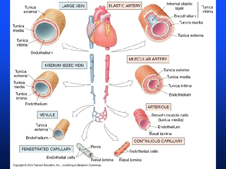 Blood vessels general structure Three major types of