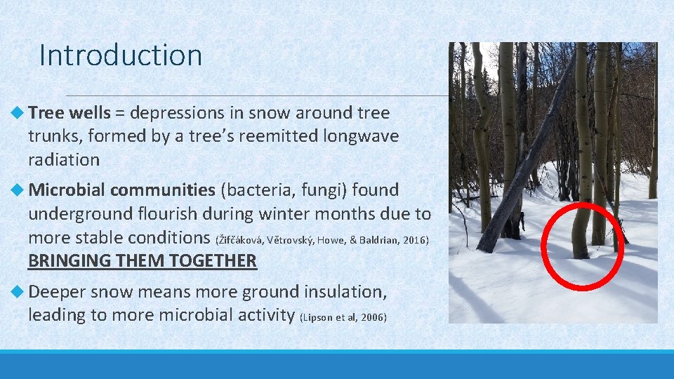 Aspen Tree Well Influence on Microbial Respiration CHLOE