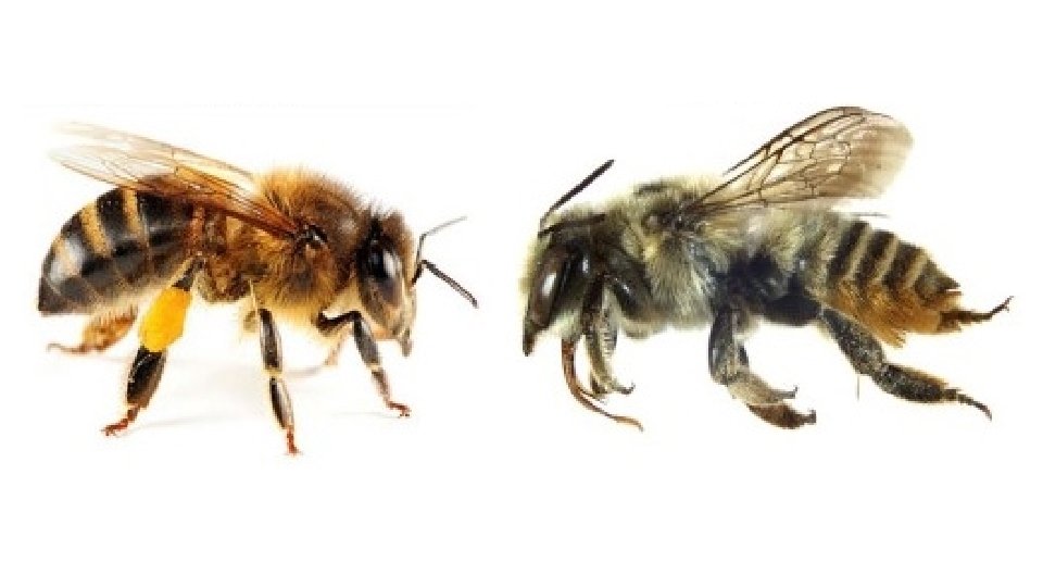 Orthoptera vs Homoptera Hemiptera Hymenopterans 14 common families