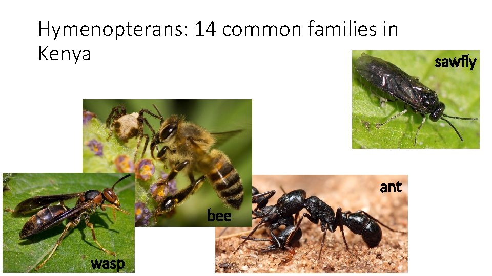 Orthoptera vs Homoptera Hemiptera Hymenopterans 14 common families