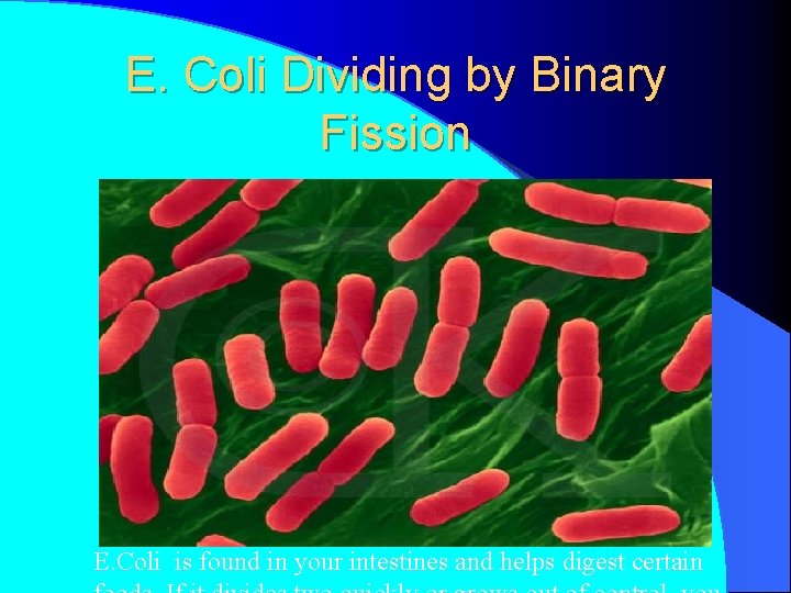 Cell Reproduction P Bacteria E Plants animals Prokaryotes