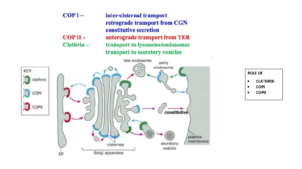 TOPIC VESICULAR TRAFFICKING AND ENDOMEMBRANE SYSTEM GENERAL INTRODUCTION