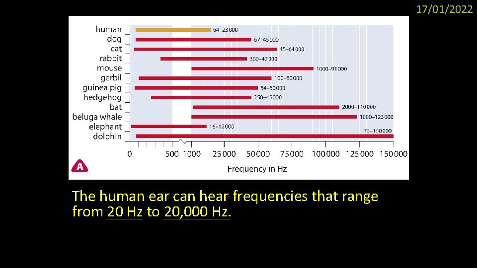 L 6 Hearing and the Ear Learning Objectives