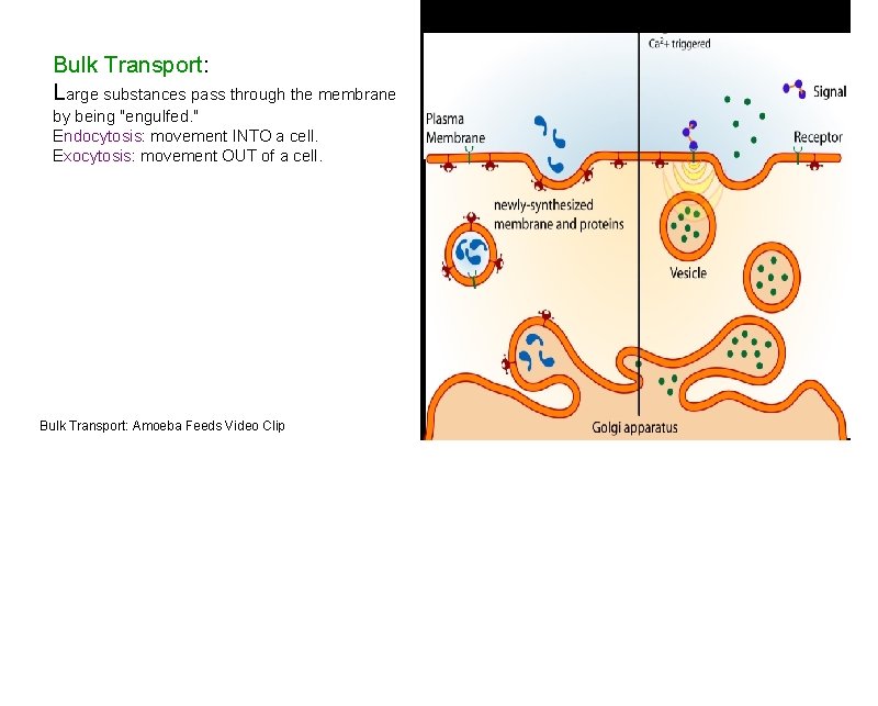 Cell Transport Cell Transport Moving substances across a