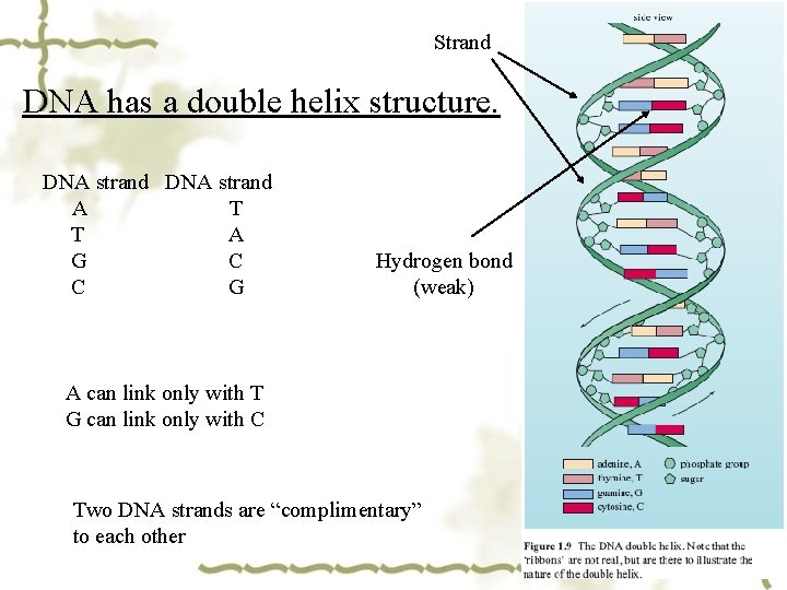 Primary Secondary Structures of DNA and RNA Objectives