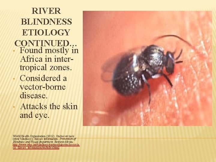 RIVER BLINDNESS ONCHOCERCIASIS IN CAMEROON PRESENTED BY AHONE