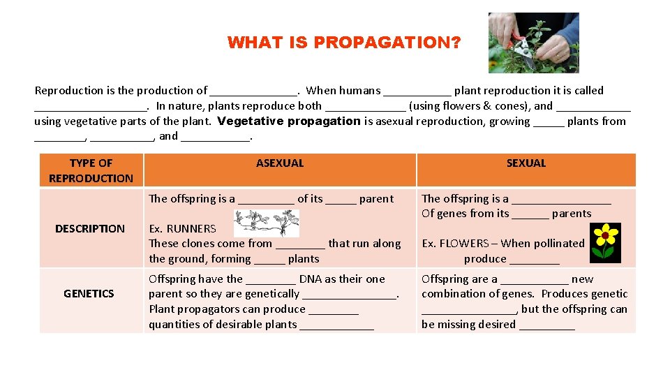 WHAT IS PROPAGATION Reproduction is the production of