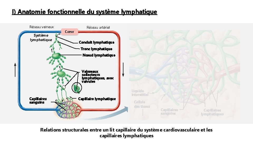 LE SYSTEME LYMPHATIQUE ET LIMMUNITE INTRODUCTION Systme lymphatique