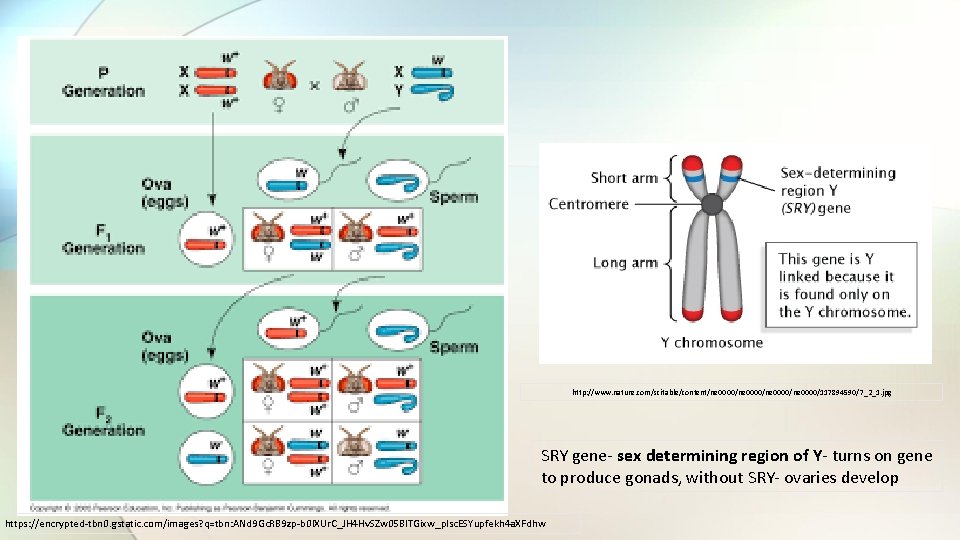 Molecular Genetics Chapter 15 Review of Mendelian Genetics