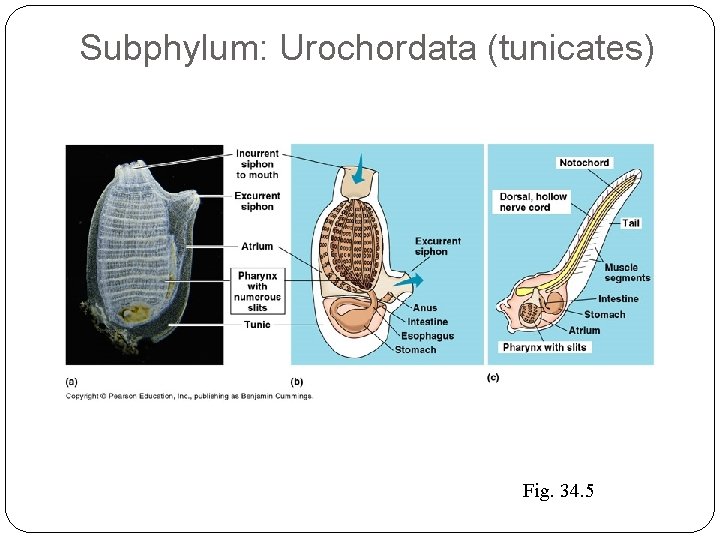 Origin Evolution of Vertebrates Ch 34 Lecture Objectives