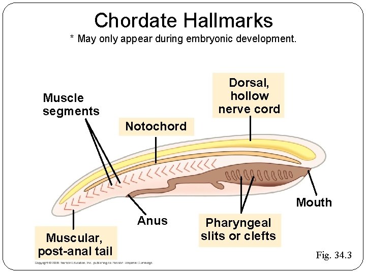 Origin Evolution of Vertebrates Ch 34 Lecture Objectives