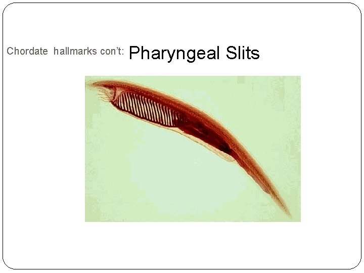 Origin Evolution of Vertebrates Ch 34 Lecture Objectives