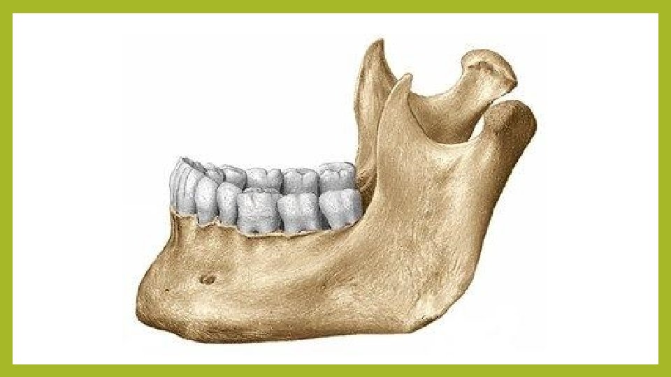 11 KOSTI VISCEROKRANIJA DETALJI MORFOLOGIJE I TOPOGRAFIJA Medicinska