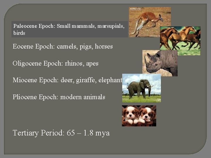 Geologic Time Eon Era Period Epoch Hadean Eon