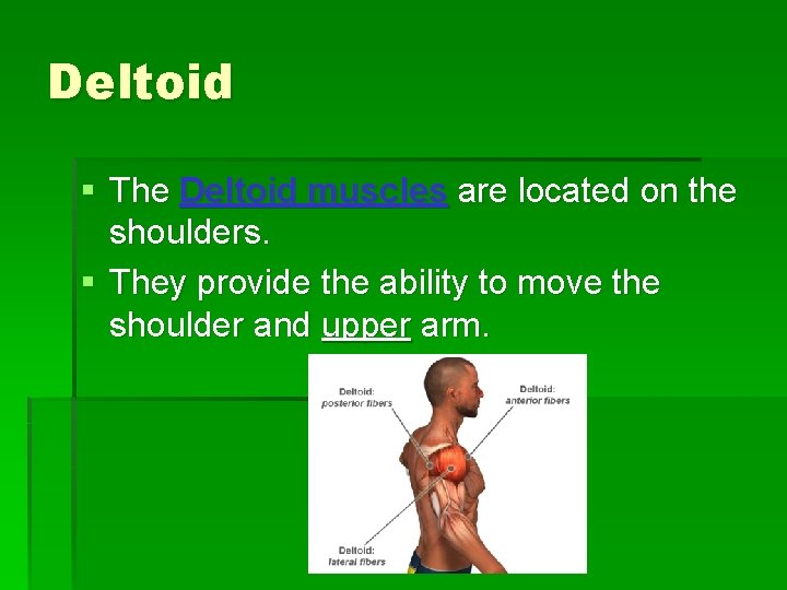 The Muscular System What is a Muscle A