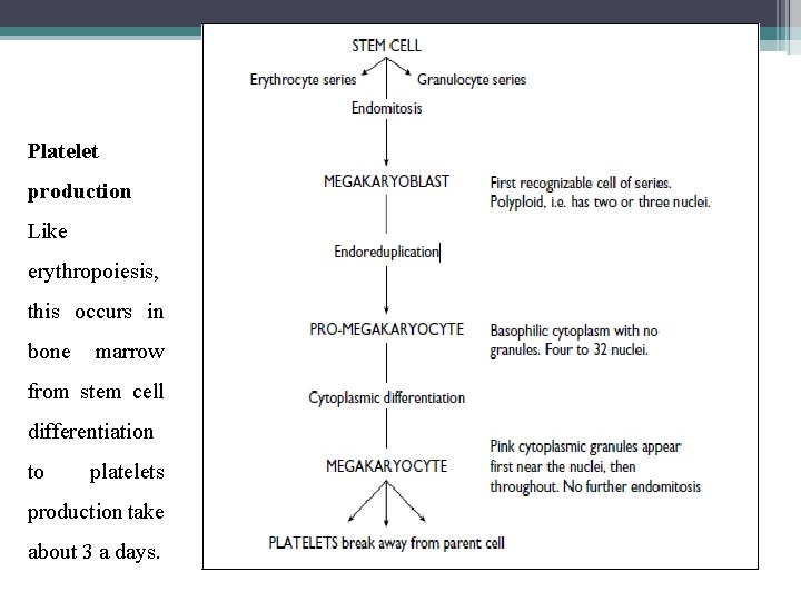 Platelets By Dr Hussein Al Naji Platelets also