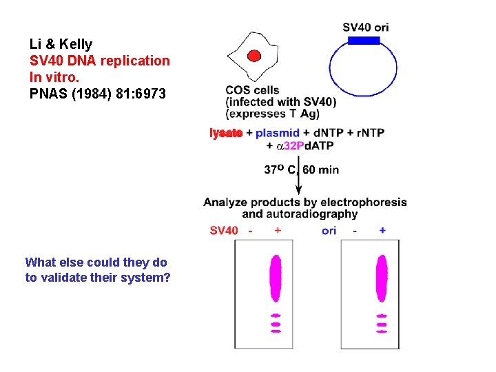 Li Kelly SV 40 DNA replication In vitro