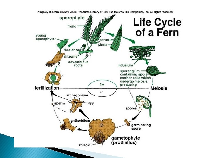Conifers Ferns Mosses Seeded Plants and Flowering Plants