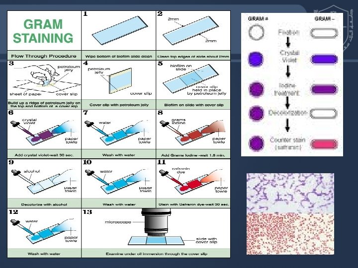 Bacterial Structure Function Genetics Prof Hanan Habib College
