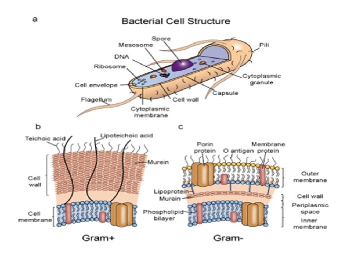 Bacterial Structure Function Genetics Prof Hanan Habib College