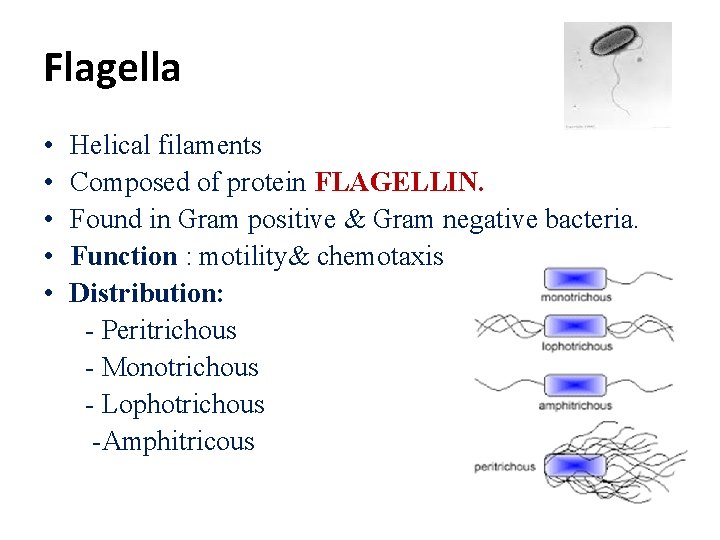 Bacterial Structure Function Genetics Prof Hanan Habib College