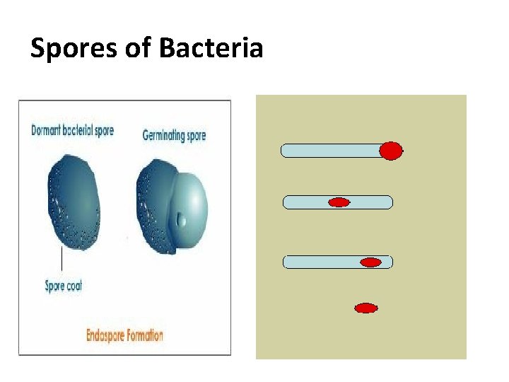 Bacterial Structure Function Genetics Prof Hanan Habib College