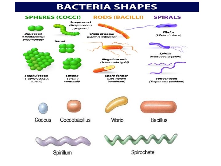 Bacterial Structure Function Genetics Prof Hanan Habib College
