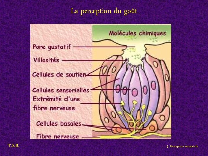 La perception sensorielle T S B 5 Perception