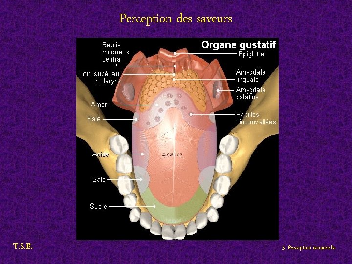 La perception sensorielle T S B 5 Perception