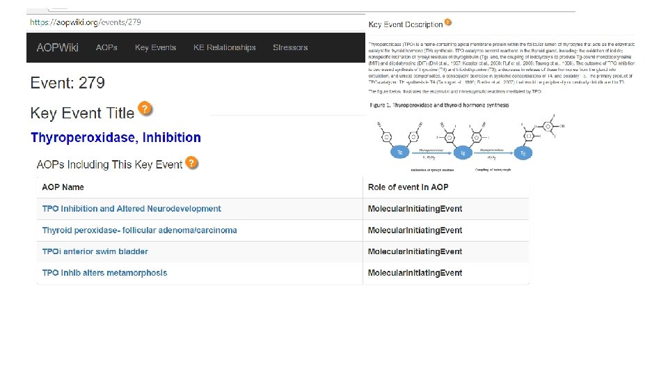 Introduction to the AOPWiki GLOBAL AOP NETWORK 130