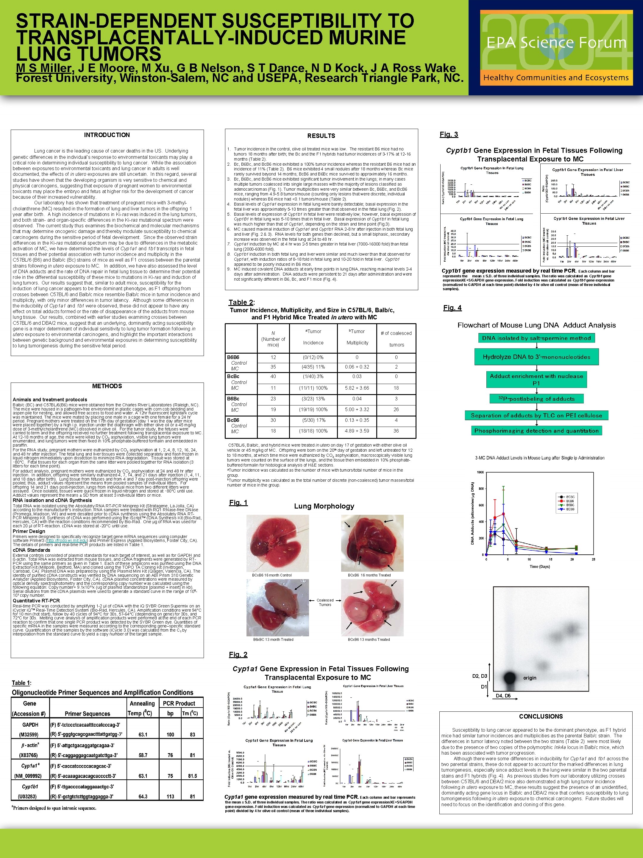 STRAINDEPENDENT SUSCEPTIBILITY TO TRANSPLACENTALLYINDUCED MURINE LUNG ...