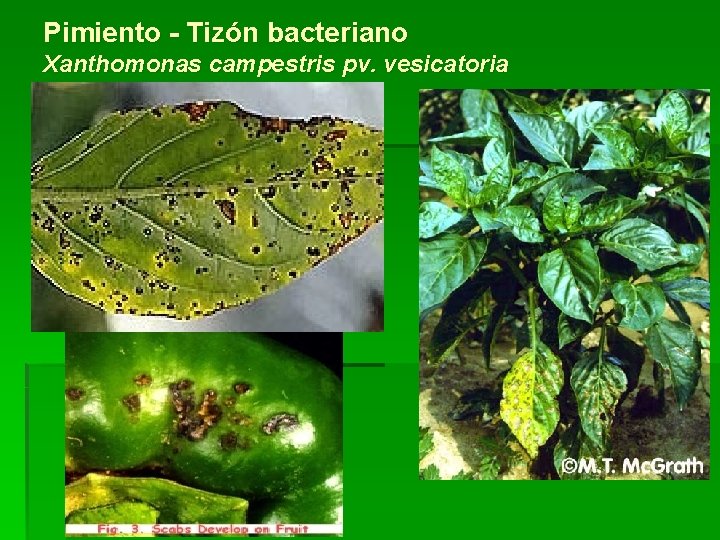 Identificacin y Manejo de Plagas en Hortalizas Wanda