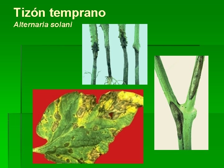 Identificacin y Manejo de Plagas en Hortalizas Wanda