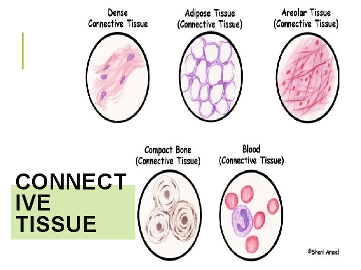 Unit 2 Chapter 4 in Textbook TISSUES WHAT
