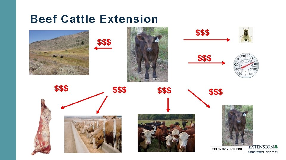 Beef SpecialistExtension Update Southern Region Extension Faculty Meeting