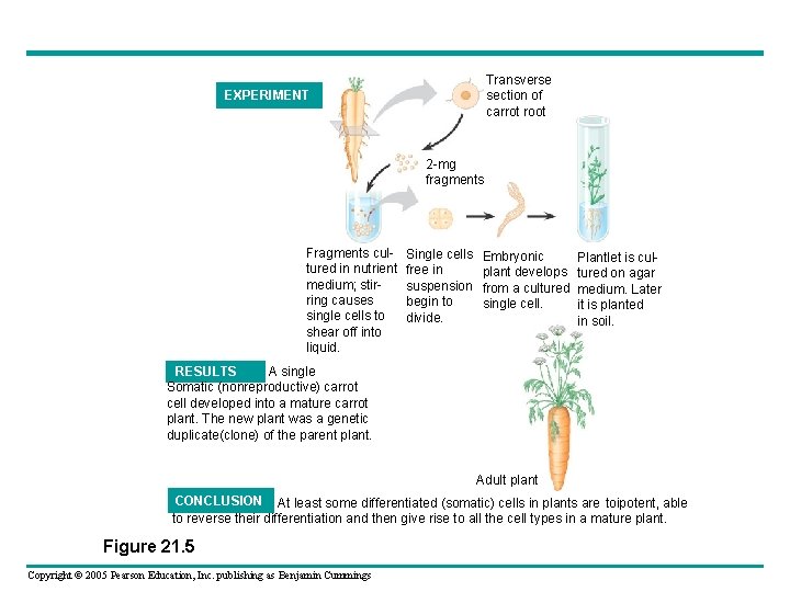 Chapter 21 The Genetic Basis of Development Power