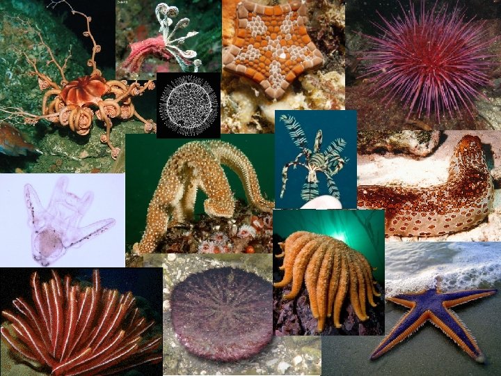 Echinoderms and Invertebrate Chordates Ch 29 Echinodermata Endoskeleton