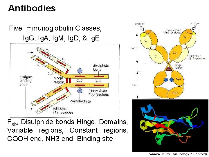 CHAPTER 8 Immunoglobulin Structure and Function Acknowledgements n