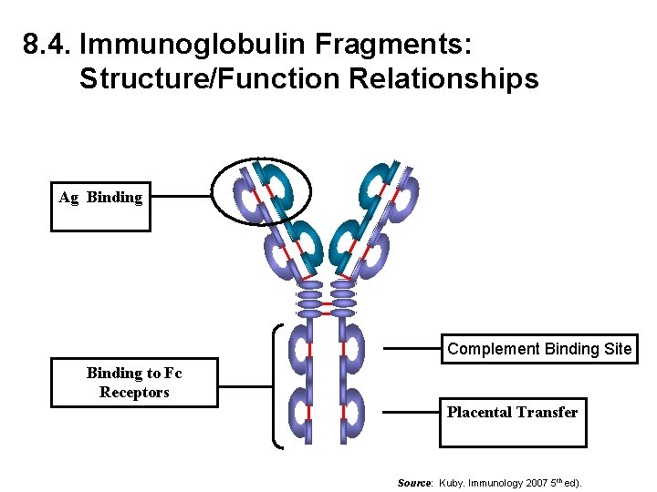 CHAPTER 8 Immunoglobulin Structure and Function Acknowledgements n