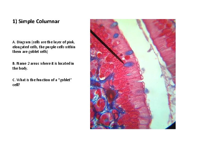 Epithelial Tissue Lab Draw the diagram and answer