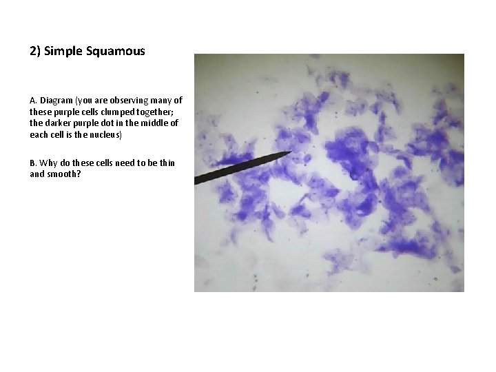 Epithelial Tissue Lab Draw the diagram and answer