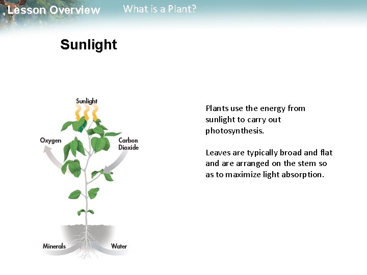 Lesson Overview What is a Plant Lesson Overview