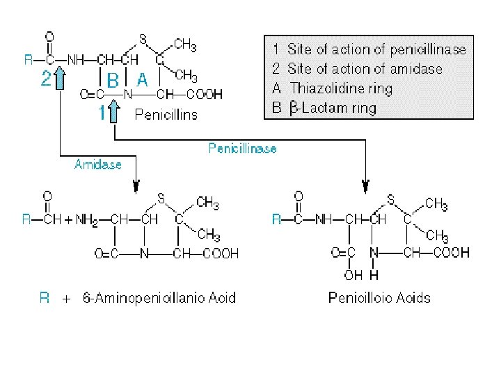 Beta Lactam antibiotics Other Cell Wall Synthesis Inhibitors