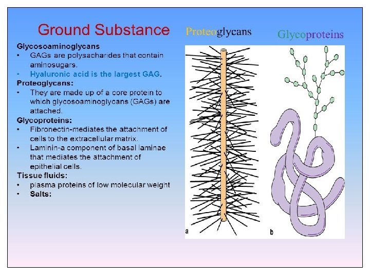 helium Connective T Cells closely aggregated tight by