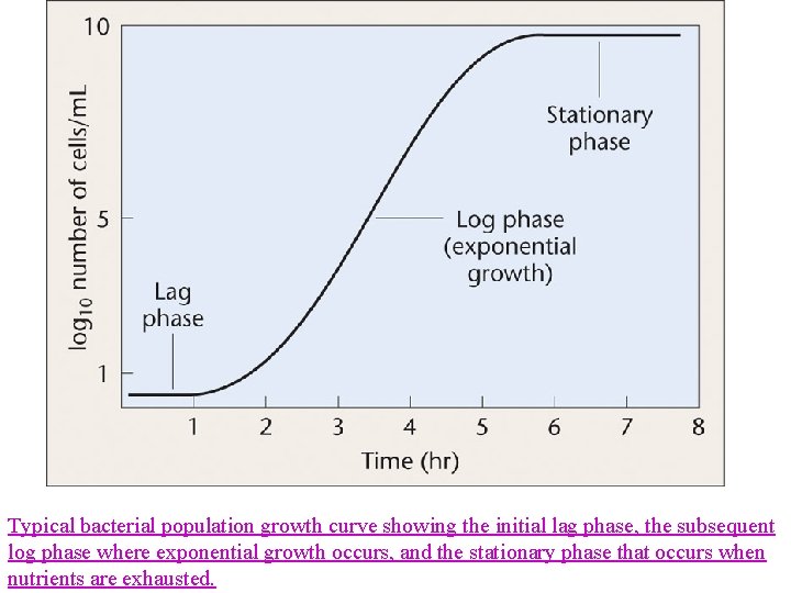 Electron micrograph of the bacterium Escherichia coli which