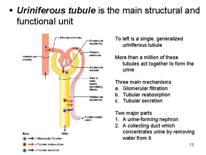The Urinary System The Urinary System Paired kidneys