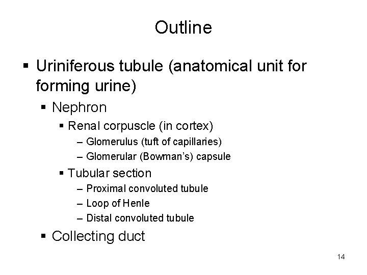 The Urinary System The Urinary System Paired kidneys