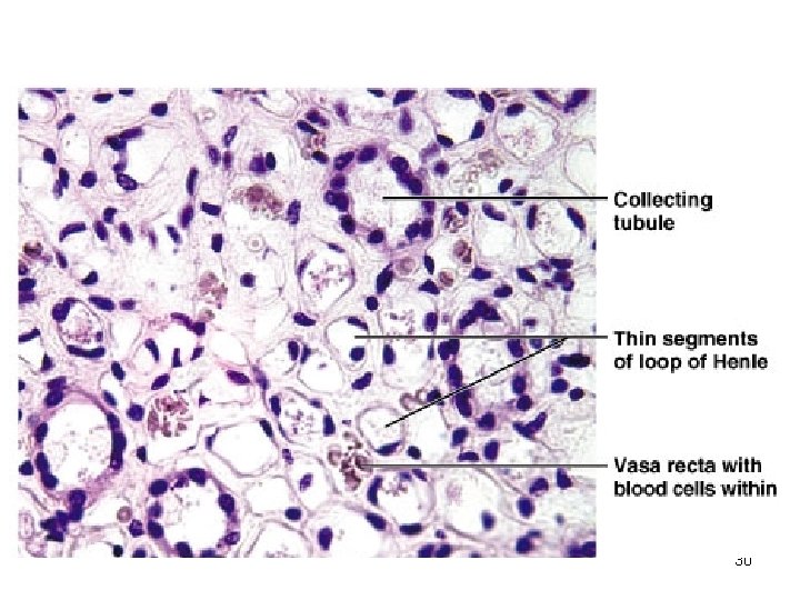 The Urinary System The Urinary System Paired kidneys