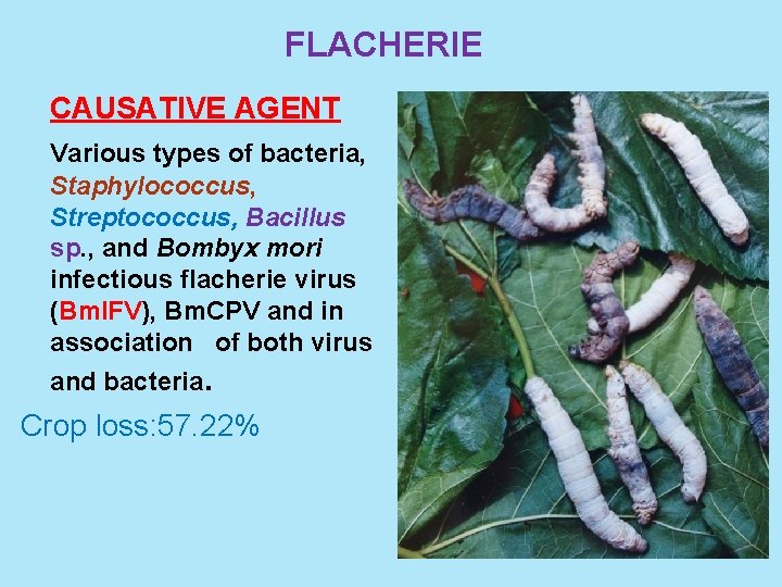 SILKWORM DISEASES Bacterial Viral and Fungal and microsporidian