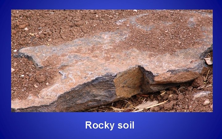 Parable of the Sower Part 1 Mk 4